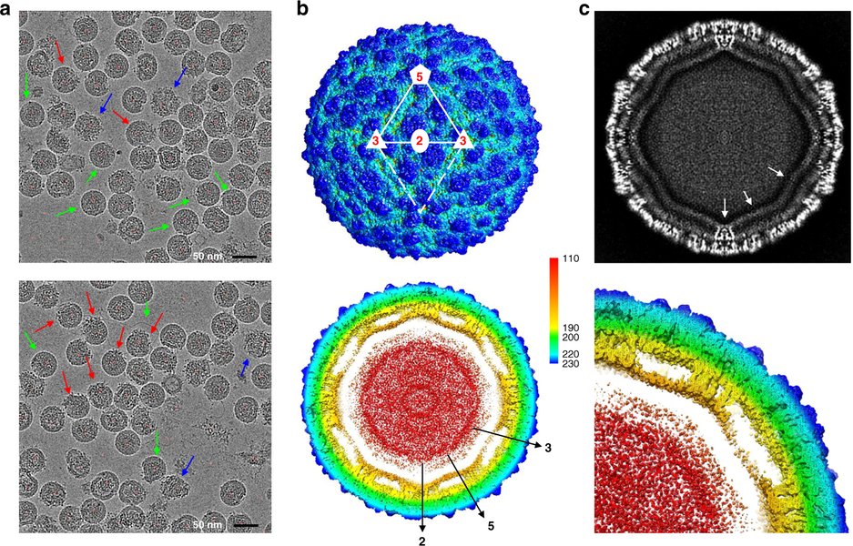 Ithy - Unraveling the Flavivirus Genome: A Blueprint for Viral Ingenuity