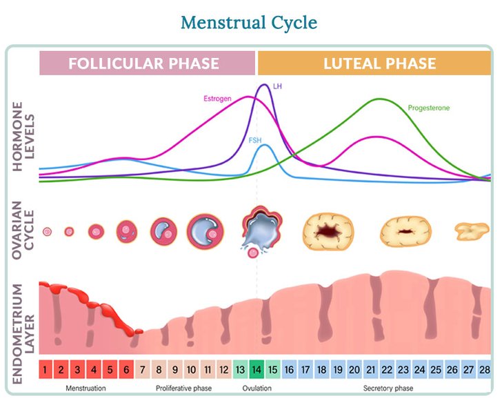Ithy - Unlock the Secrets of Your Follicular Phase: A Comprehensive Guide