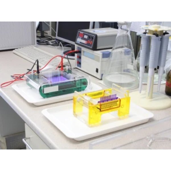 Ithy - Unlocking the Secrets of Heredity: Engaging Genetics Projects ...