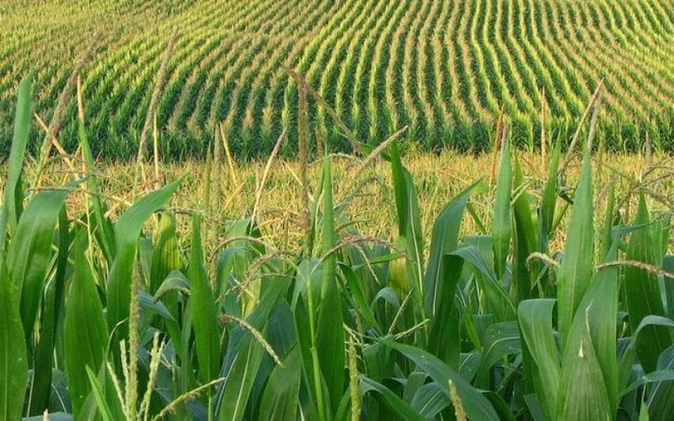Ithy - Unlocking Global Pantries: How Genetically Modified Organisms ...