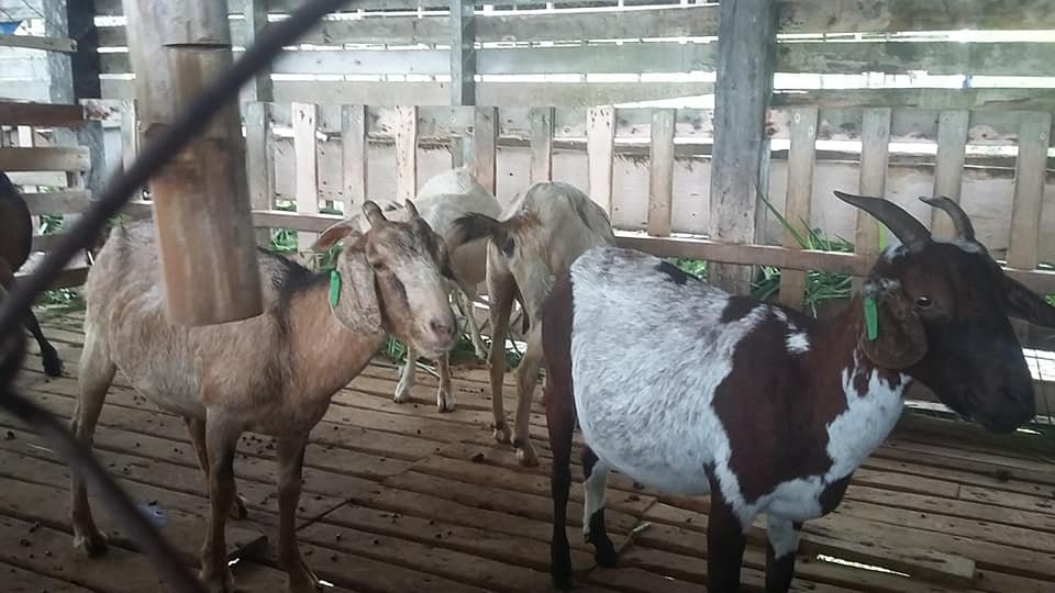 Ithy - Five Forces Analysis of Goat Farming in South Cotabato