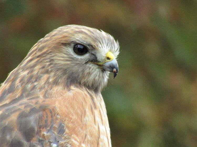 Ithy - Identifying the Hawk at La Selva Biological Station