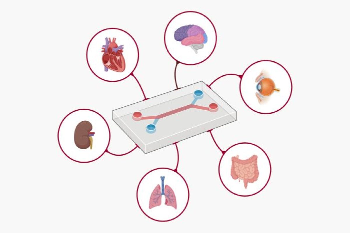 Ithy - Exploring the Future: Heart on a Chip with Microfluidics