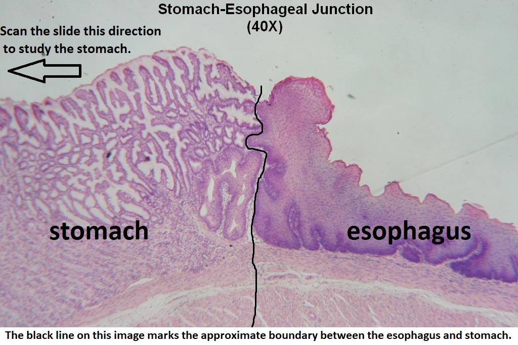 Ithy - Research Paper Article Format: Comparative Histology of Rat and ...