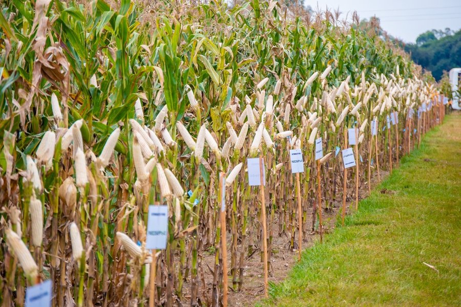 Ithy - Unlocking Japan's Maize Breeding Expertise: Key Researchers and ...