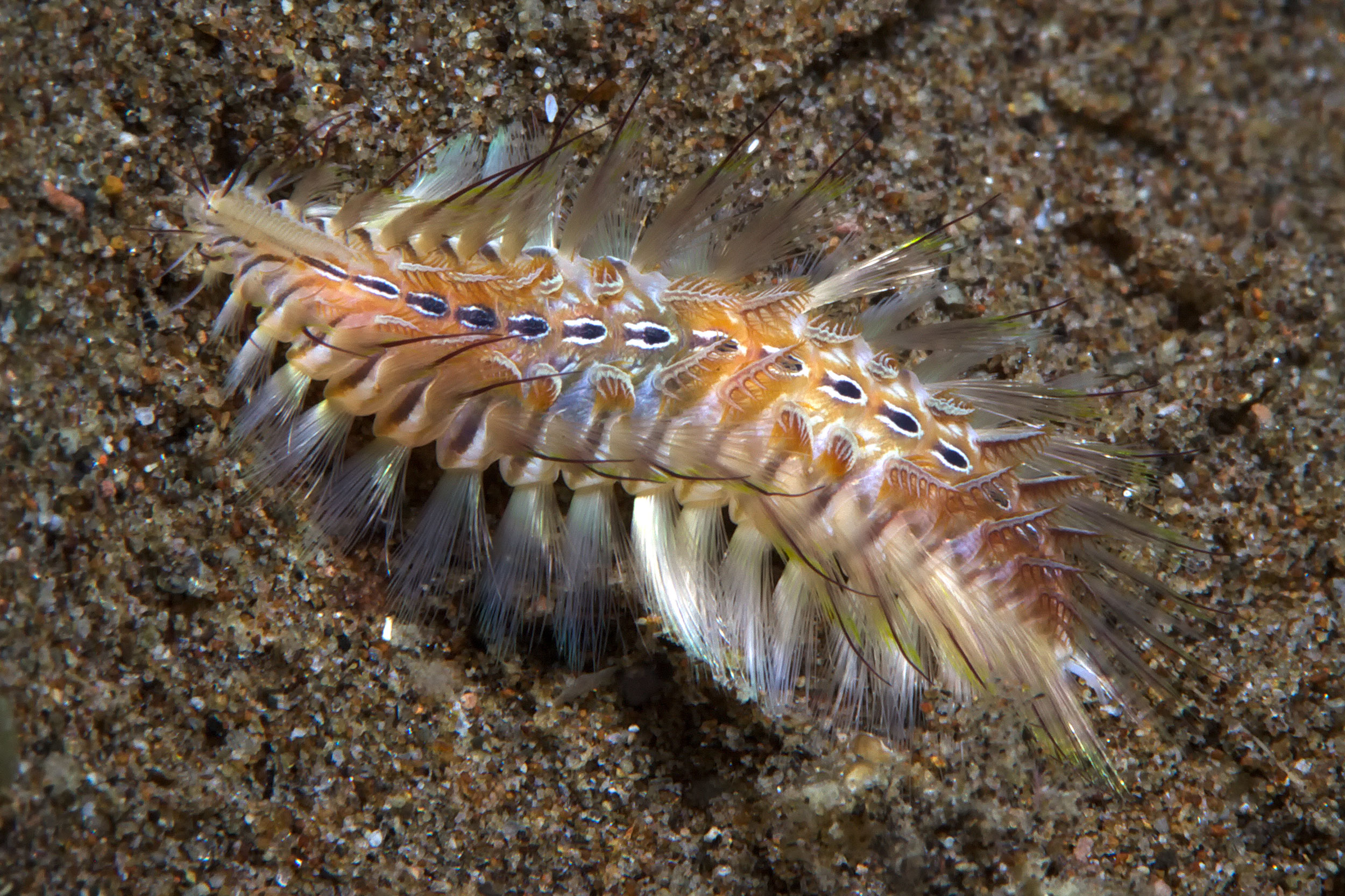 Ithy - Discovering the Tiny World of Loricifera