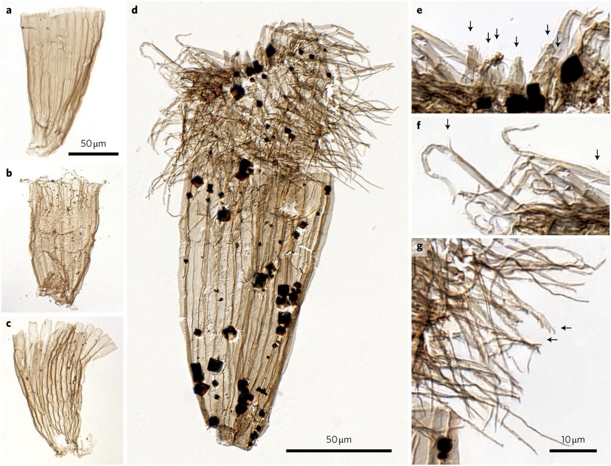 Ithy - Unraveling the Intriguing Classification of Phylum Loricifera
