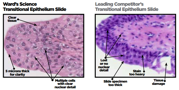 Ithy - Understanding Specimen Views: Low vs. High Magnification