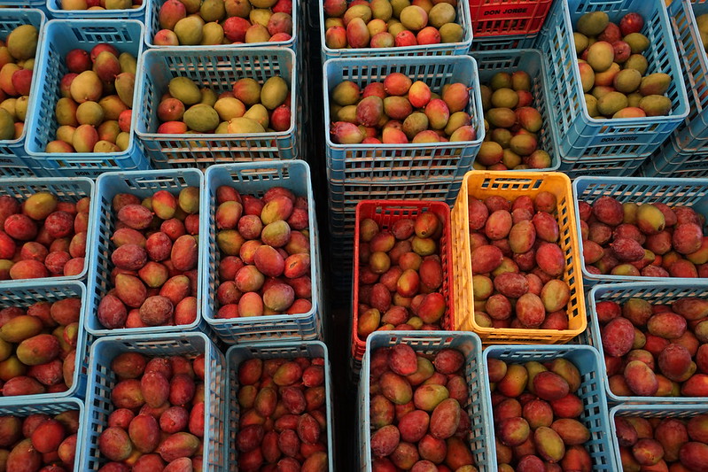 Ithy - Where to Buy the Best Tasting Mangoes in NZ