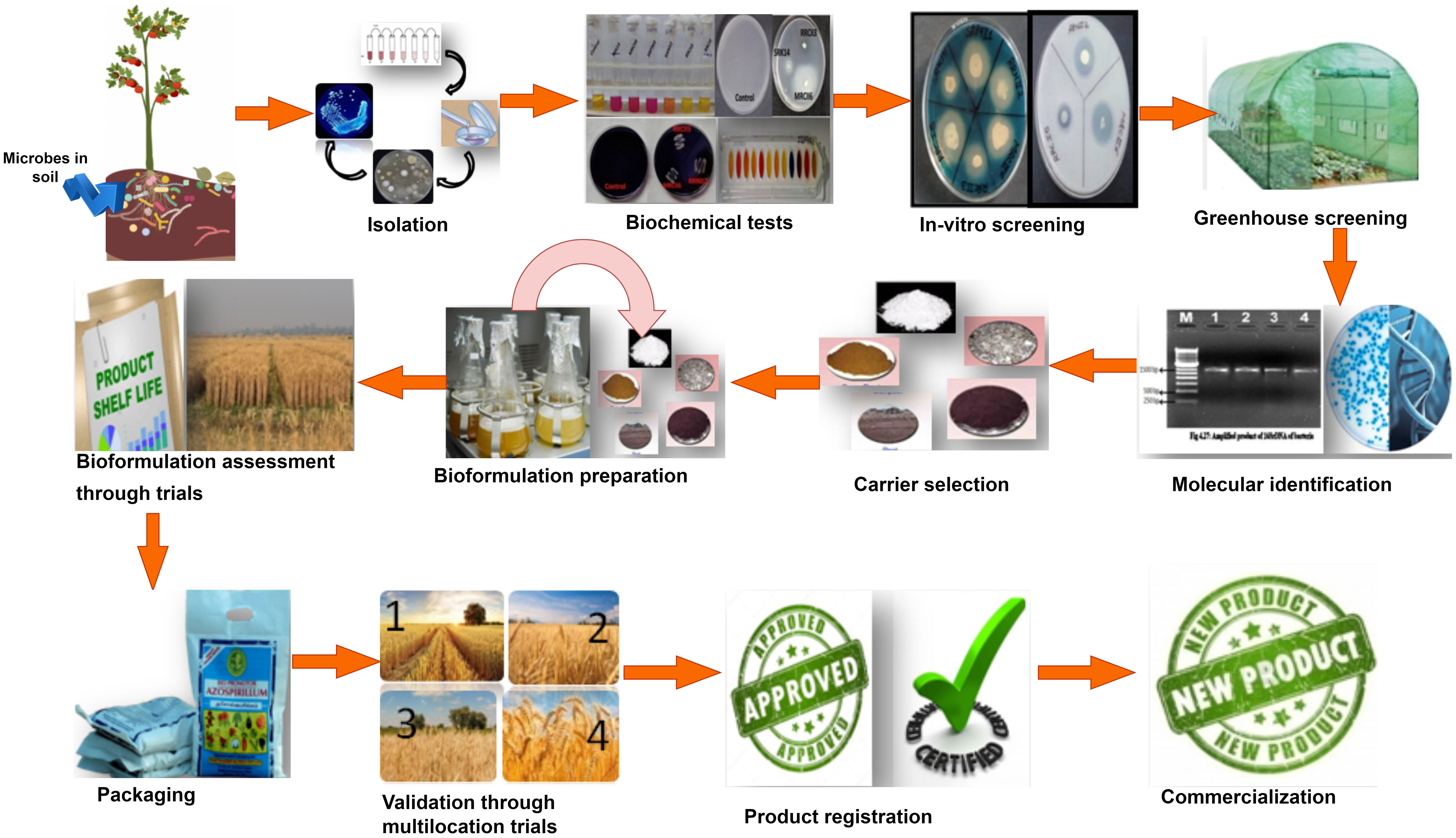 Ithy - Microorganismos en la Industria Agropecuaria