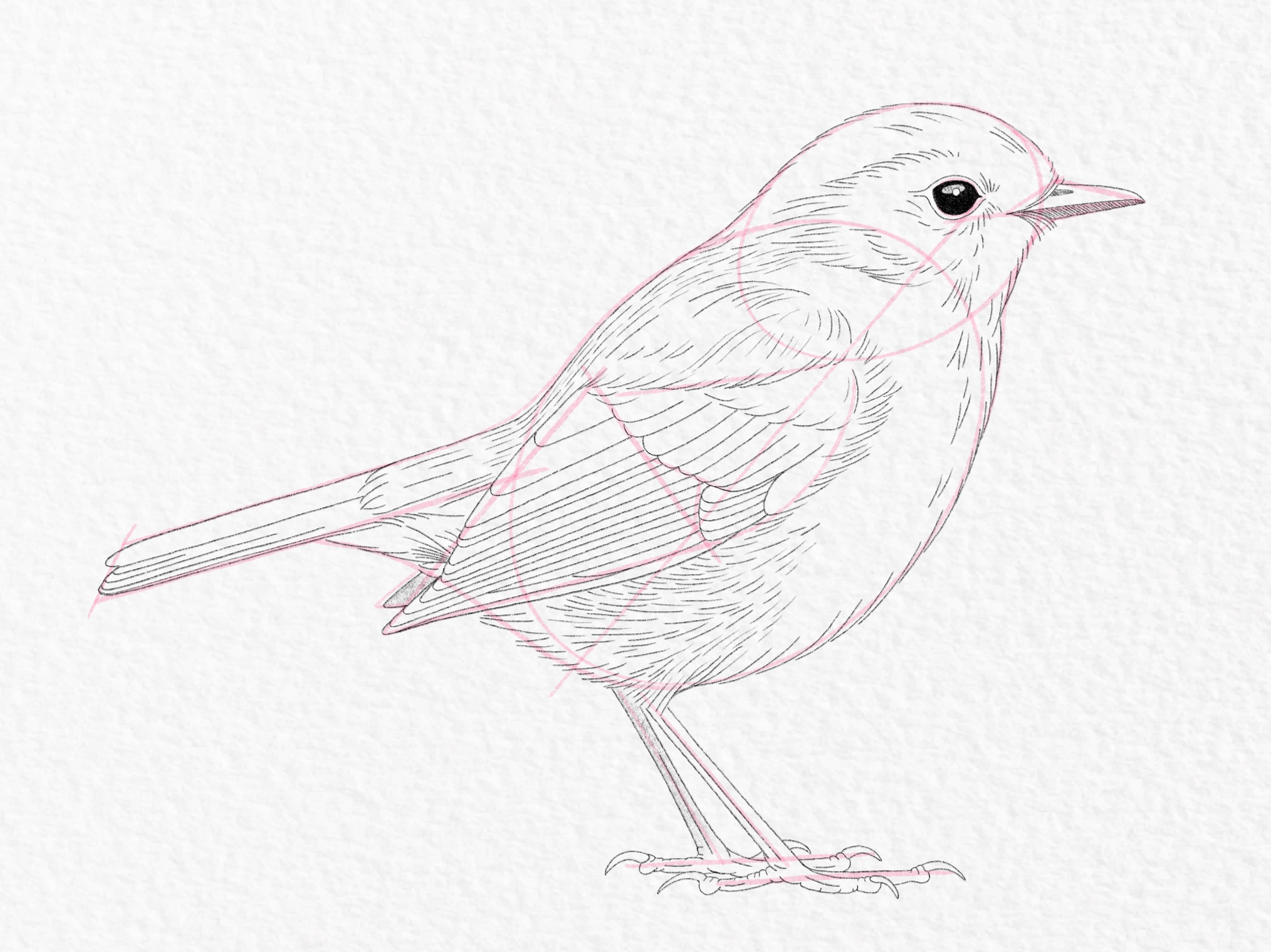 Ithy - Outline Minimalistic Drawing of a Robin Redbreast