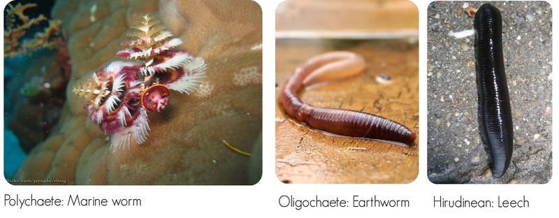 Ithy - Mollusk and Annelid Contributions to Nutrient Cycling in Coastal ...