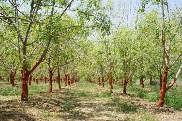 Ithy - Moringa in Ethiopia: An In-Depth Overview