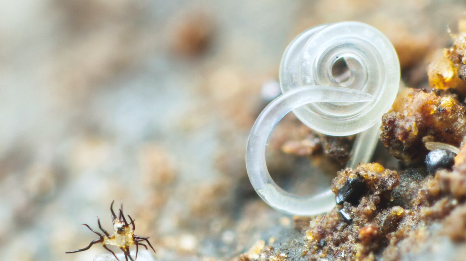 Ithy - Ecological Role of Free-Living Nematodes