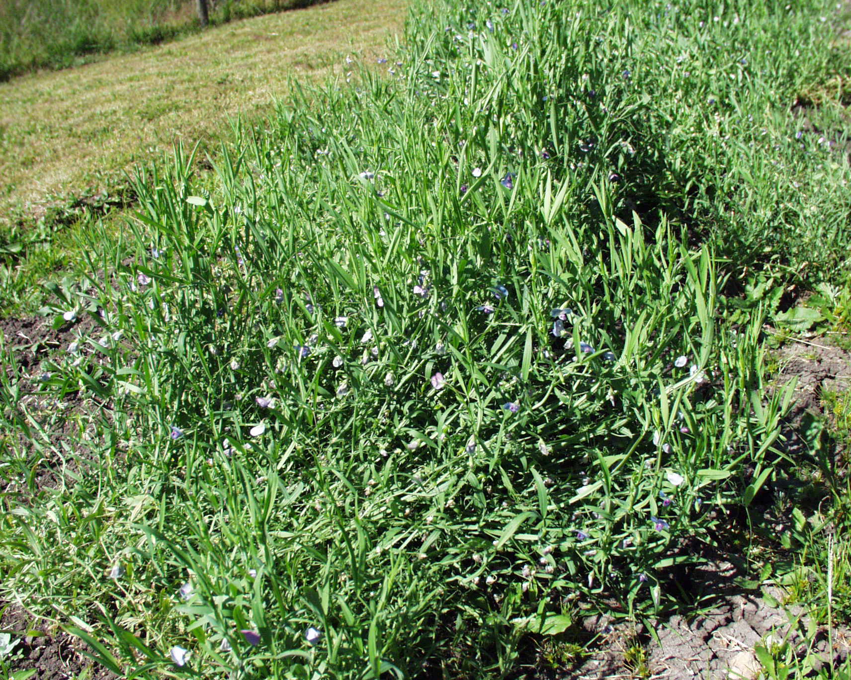 Ithy - Nonparametric Stability Analysis of Grass Pea Genotypes Under ...