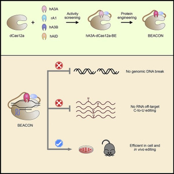 Ithy - Beyond Cutting: How Base Editing Rewrites the Genetic Code One ...