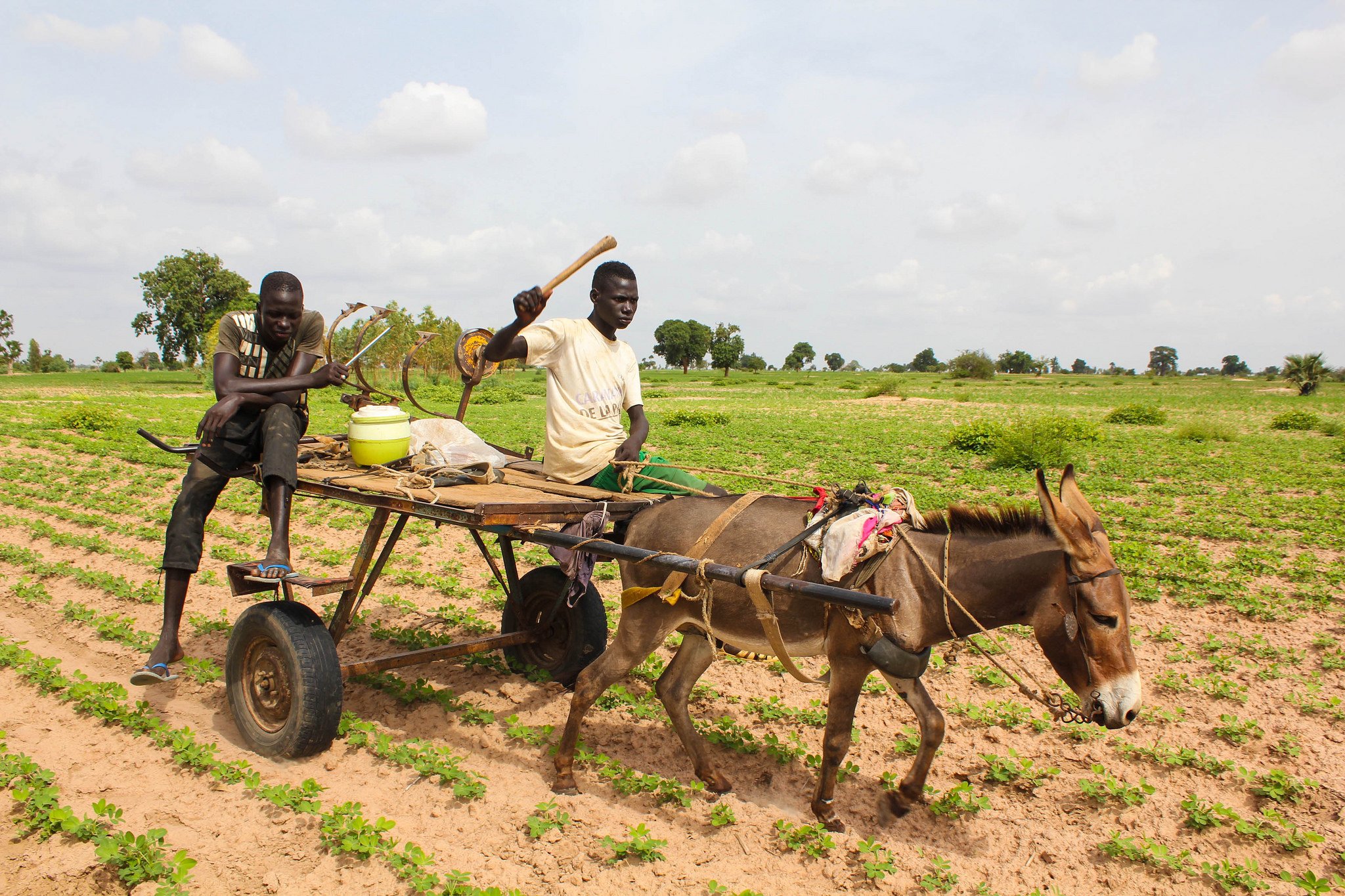 Ithy - Projet de Production d’Oignons et de Pommes de Terre au Sénégal