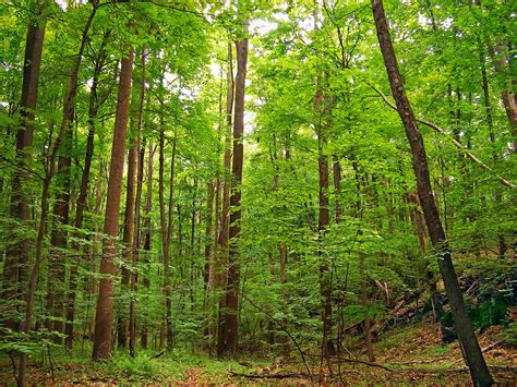 Ithy - Random Forest Explained