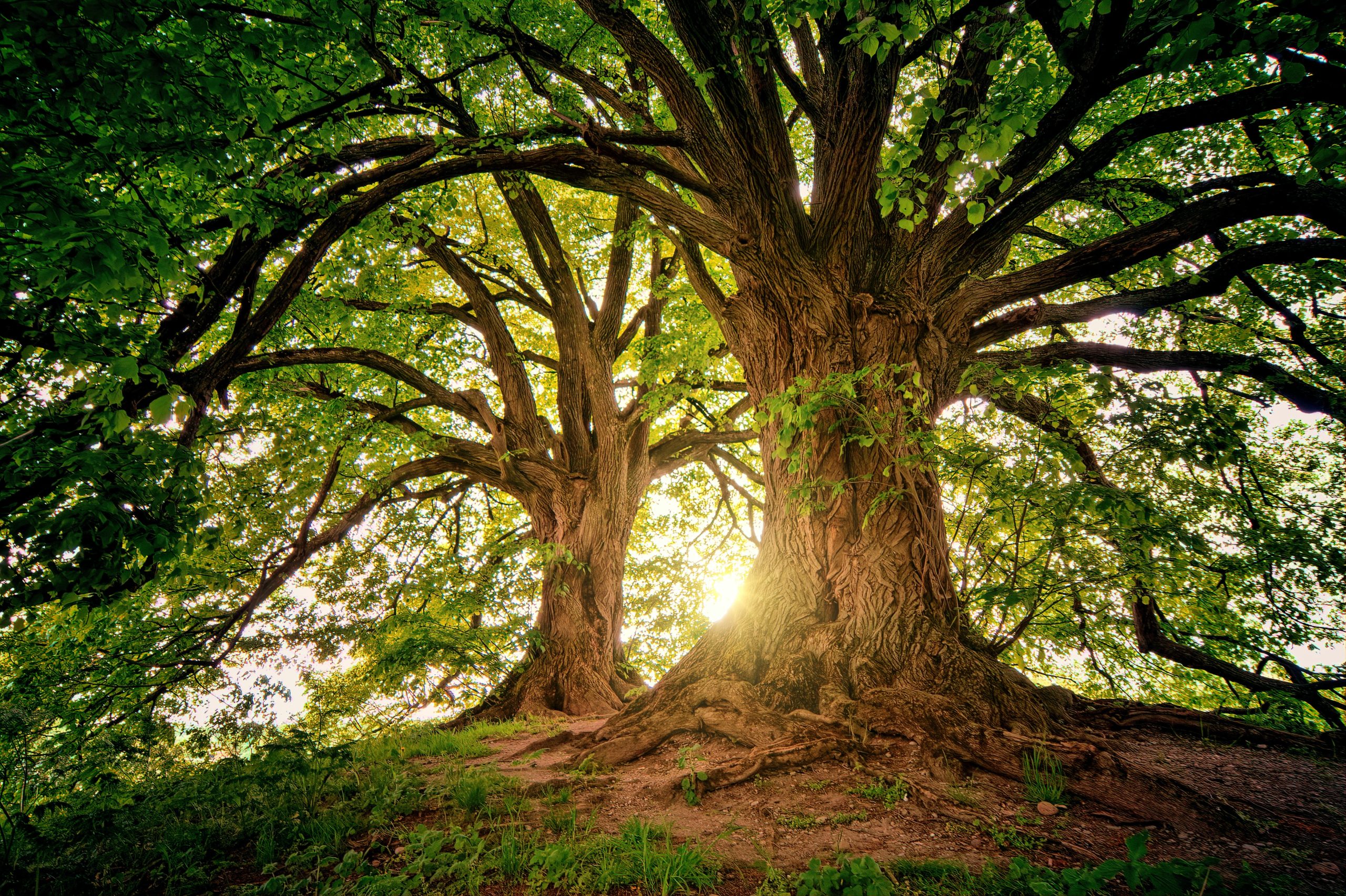 Ithy - Random Forest : Usage, Points Forts et Faibles, et Améliorations ...