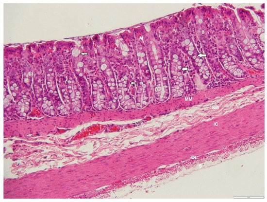 Ithy - Comparative Histological Analysis of Rat and Human Stomach