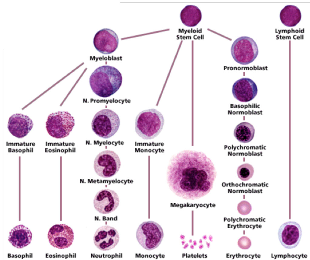 Ithy - Complete Overview of RBC Maturation