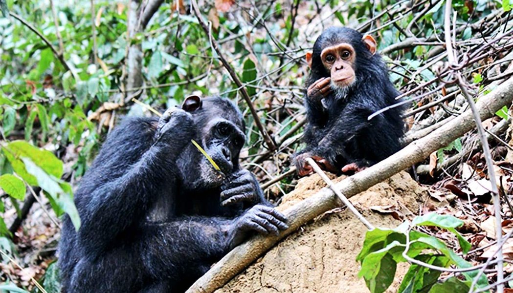 Ithy - Unveiling Earth's Smartest Animals: Beyond Human Intelligence