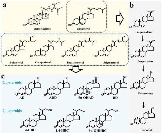 Ithy - Microbial Steroid Biotransformation