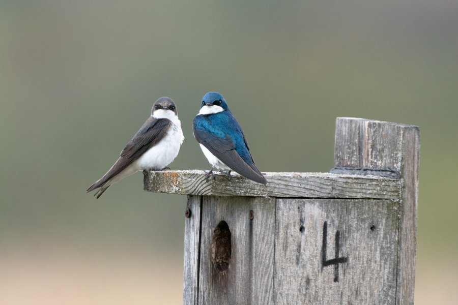 Ithy - The Fascinating World of Tree Swallow Nesting and Behavior