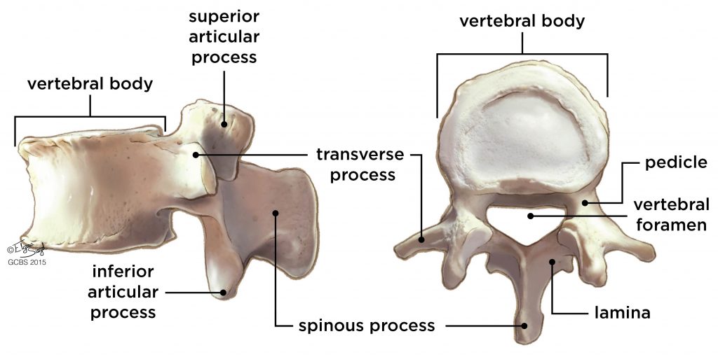 Ithy - Columna Vertebral D-3