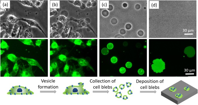 Ithy - Derivation of the Mean Amplitude of Vesicle Fluctuations