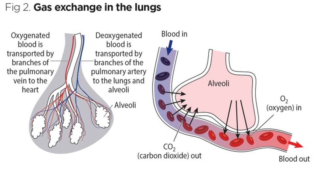 Ithy - The Breath of Life: Why Oxygen Is Your Body's Ultimate Fuel