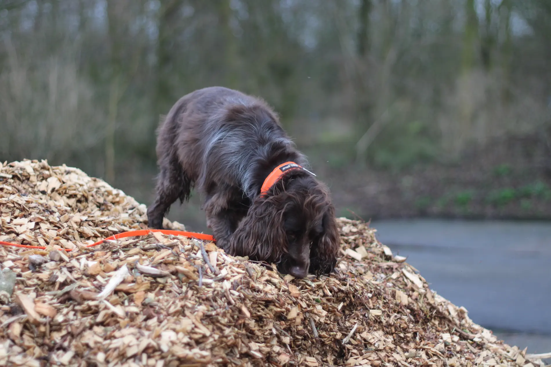 Workshop kennismaken met detectie - Edupet