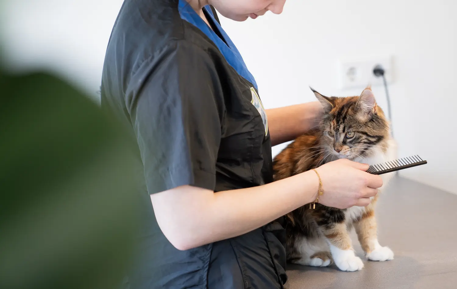 Module katten trimmen basis - Edupet