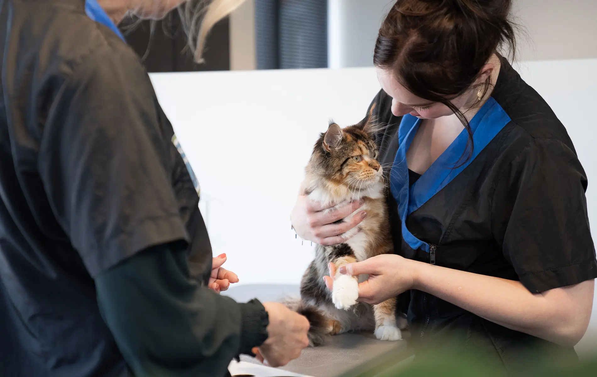 Kennismakingsles opleidingen kat - Edupet