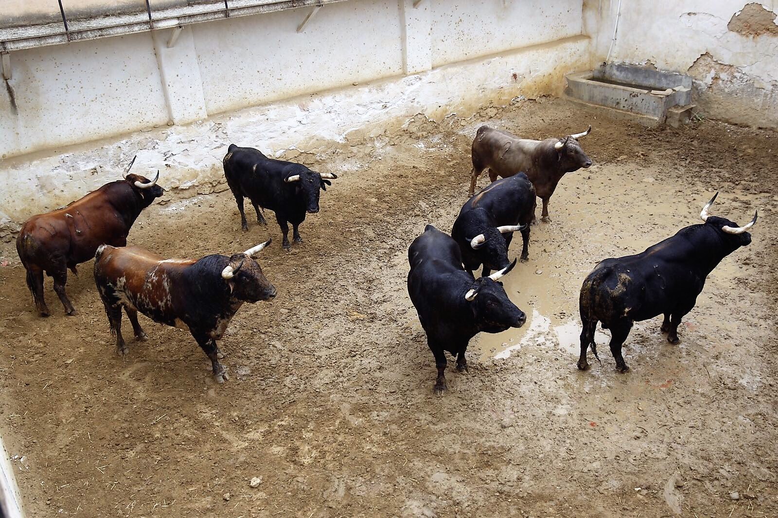 La ganadería de Cebada Gago y los diestros Curro Díaz y Adame, «nuevos ...