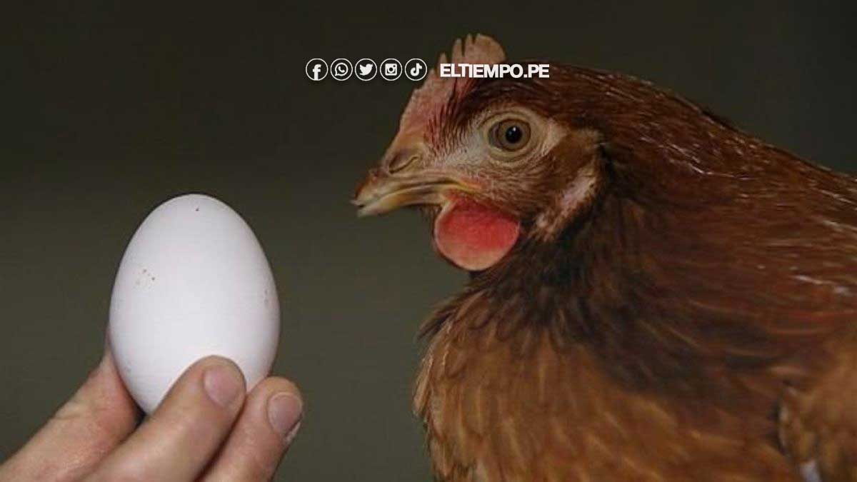 ¿qué Fue Primero El Huevo O La Gallina Esta Es La Respuesta Científica