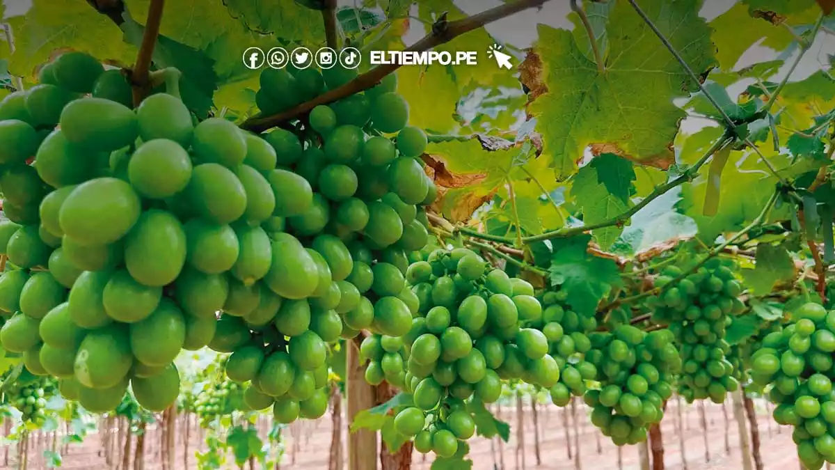 Piura: Perú exportaría un 2% más de uva que en la campaña pasada ...