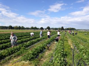 Des fermes-cueillettes pour faire ses courses en plein champ en Île-de ...