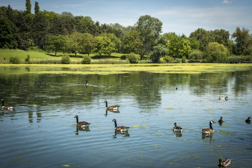 Balade le long de deux rivières oubliées : le Croult et le Petit Rosne