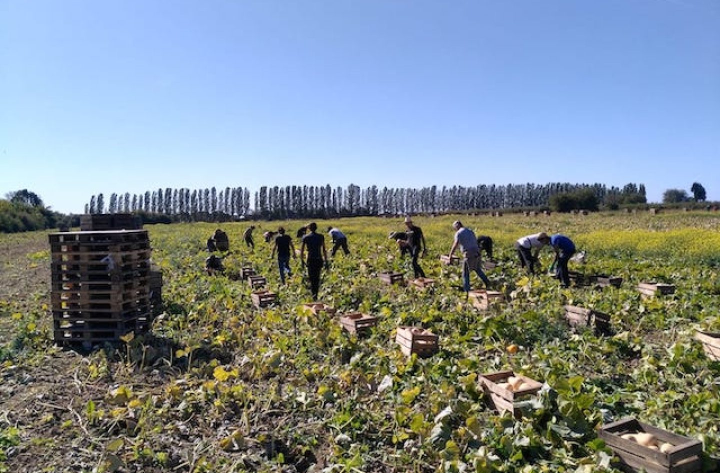 Les fermiers bio toujours plus nombreux en Île-de-France