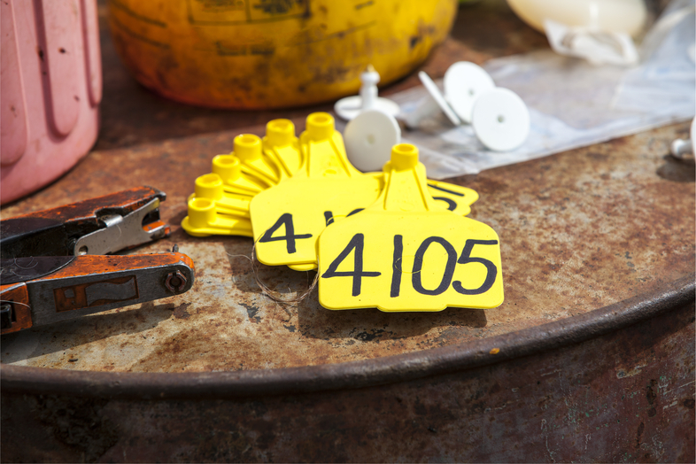 Cow Ear tags (Numbered) | EzyAgric