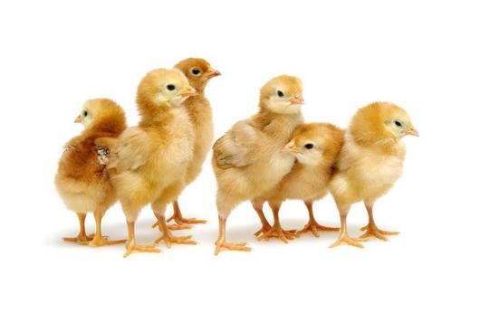 Issa Brown Chicks – Dual purpose poultry breed | EzyAgric