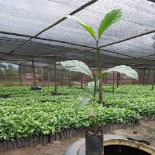 Goat tags numbered. | EzyAgric