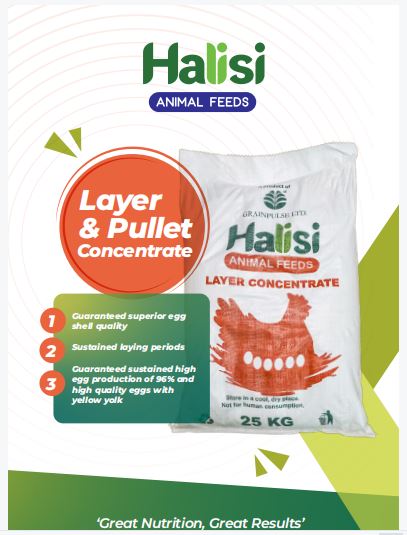 Halisi Layer concentrate (P) - 10% | EzyAgric
