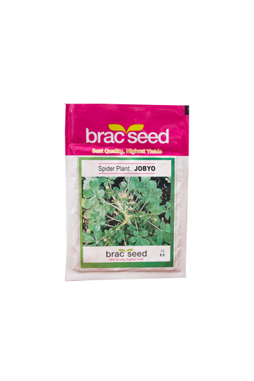 spider plant -Jobyo Brac seeds | EzyAgric