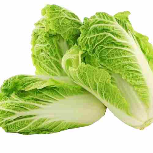 Chihili – Chinese Cabbage with light green tender and soft sweet leaves ...