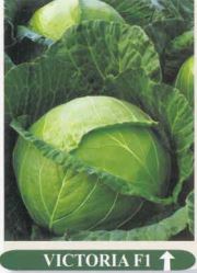 Victoria F1- Cabbage | EzyAgric