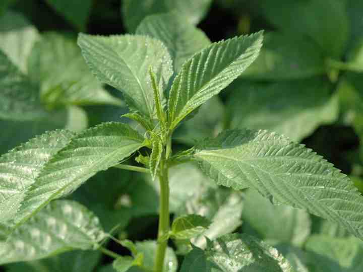Jewish Mallow/ Khudra – Jute Mallow | EzyAgric