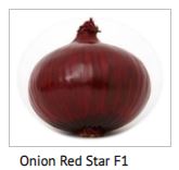 Red Star F1 – Onion, hybrid variety with Good field holding capacity ...