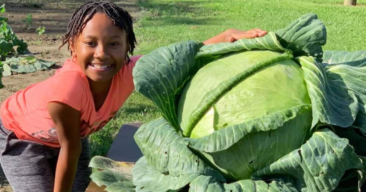 Worlds Biggest Cabbage Northern Adventures: The Land Of The Giant